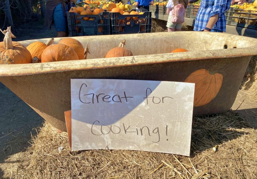 Pumpkin-caused emissions spook the environment – Scot Scoop News